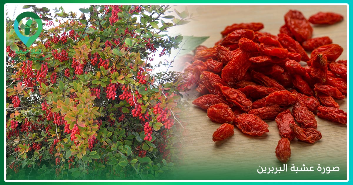 فوائد كبسولات البربرين أين اجد عشبة البربرين في السعودية